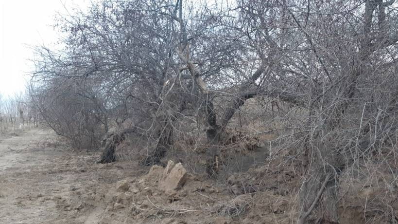 Qashqadaryoda 560 tup daraxt qoʻporib tashlandi