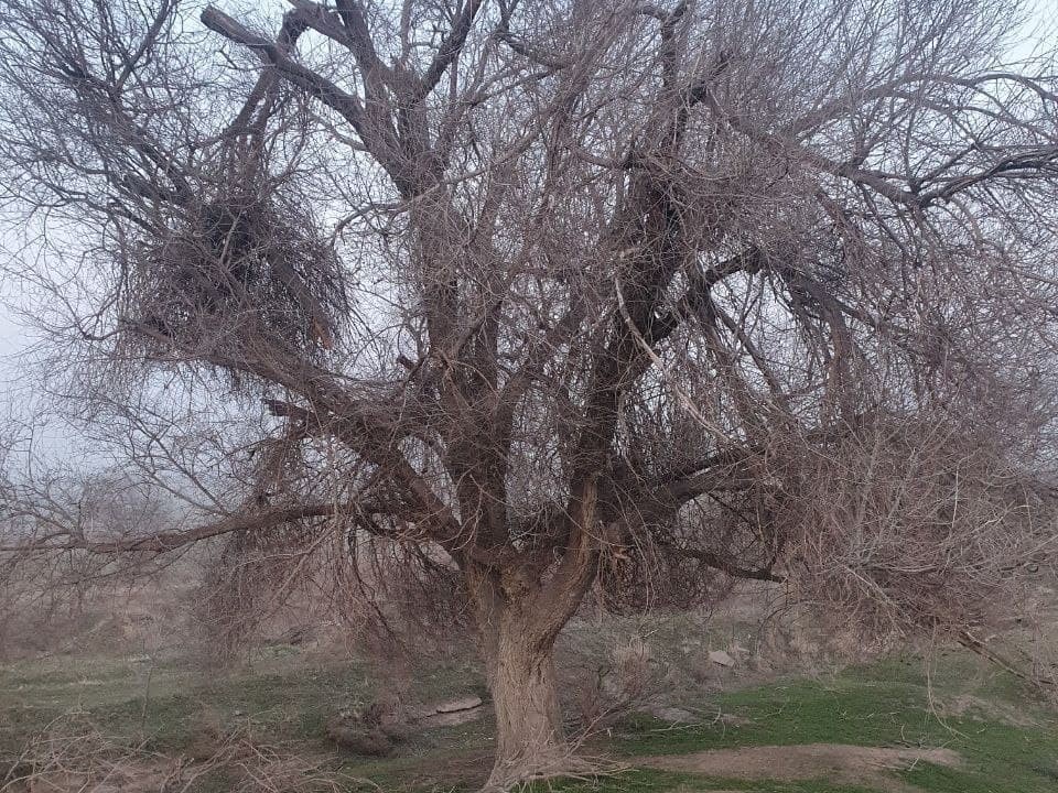 Bir dona qimmatbaho daraxt kesilgan, qolganlari saqlab qolindi
